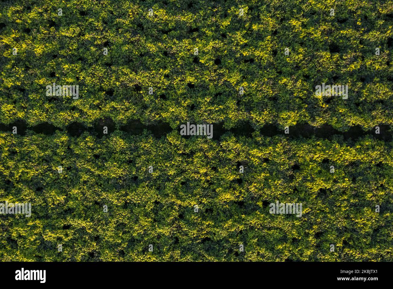 Aerial View of Newly Cultivated Vegetable Field in Bogura, Bangladesh ...