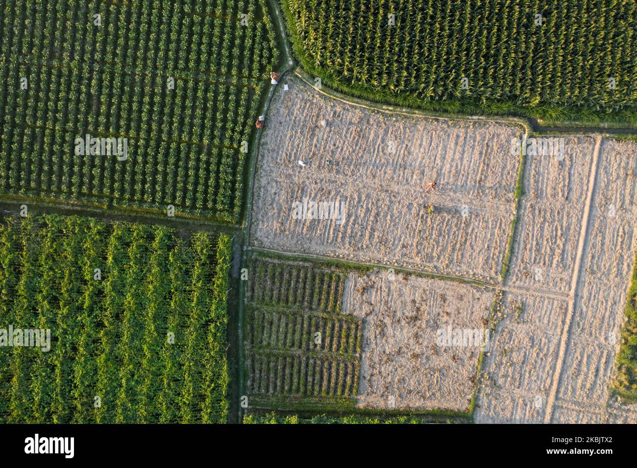 Aerial View of Newly Cultivated Vegetable Field in Bogura, Bangladesh ...