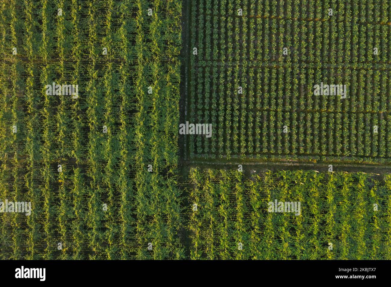 Aerial View of Newly Cultivated Vegetable Field in Bogura, Bangladesh ...