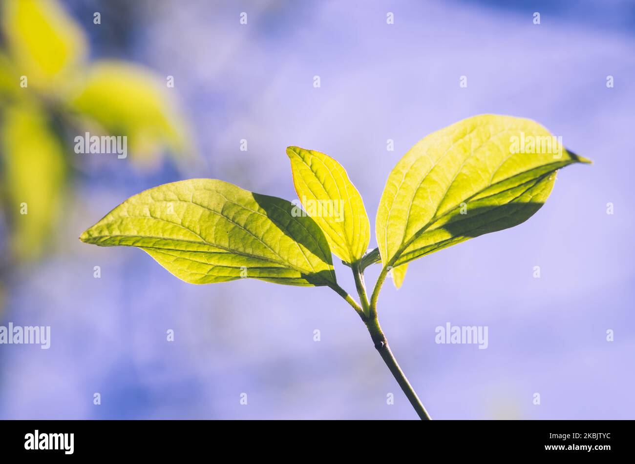 Leaves and blossom hi-res stock photography and images - Alamy
