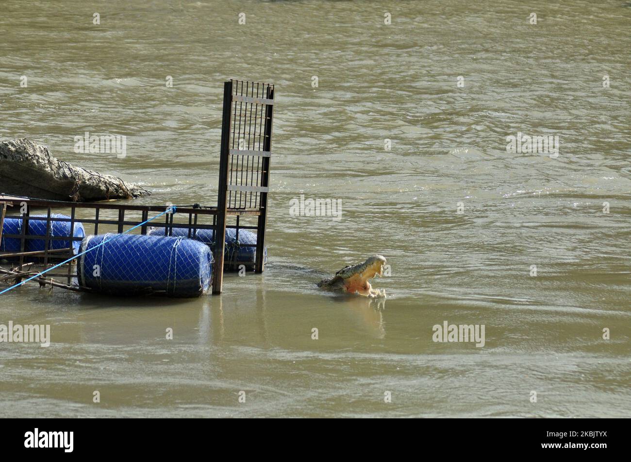 The tire crocodile with a tire turned his back on the trap set by the ...