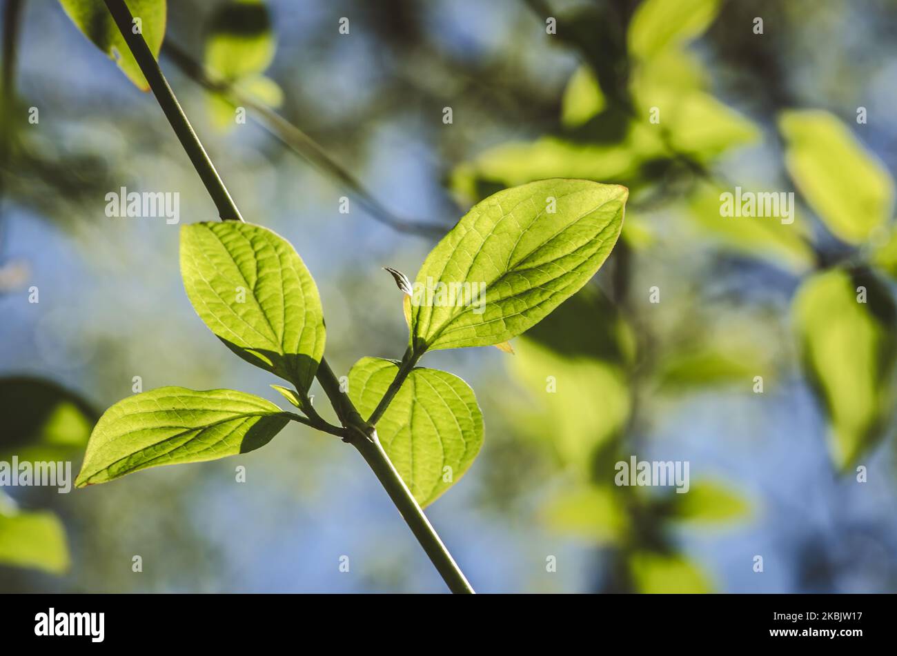 Leaves sprouting hi-res stock photography and images - Alamy
