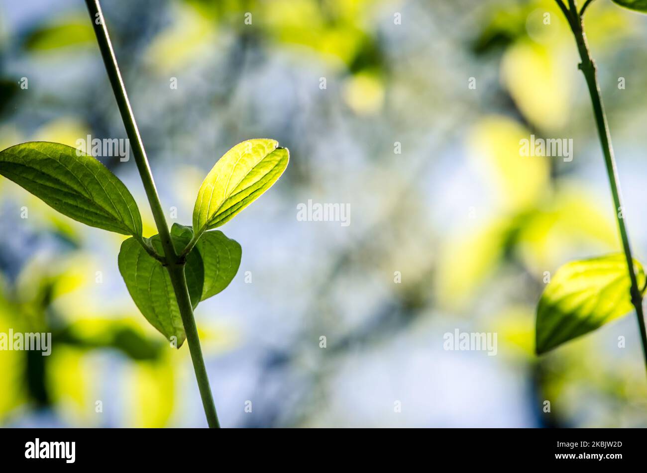 green leaves sprouting in spring season Stock Photo - Alamy