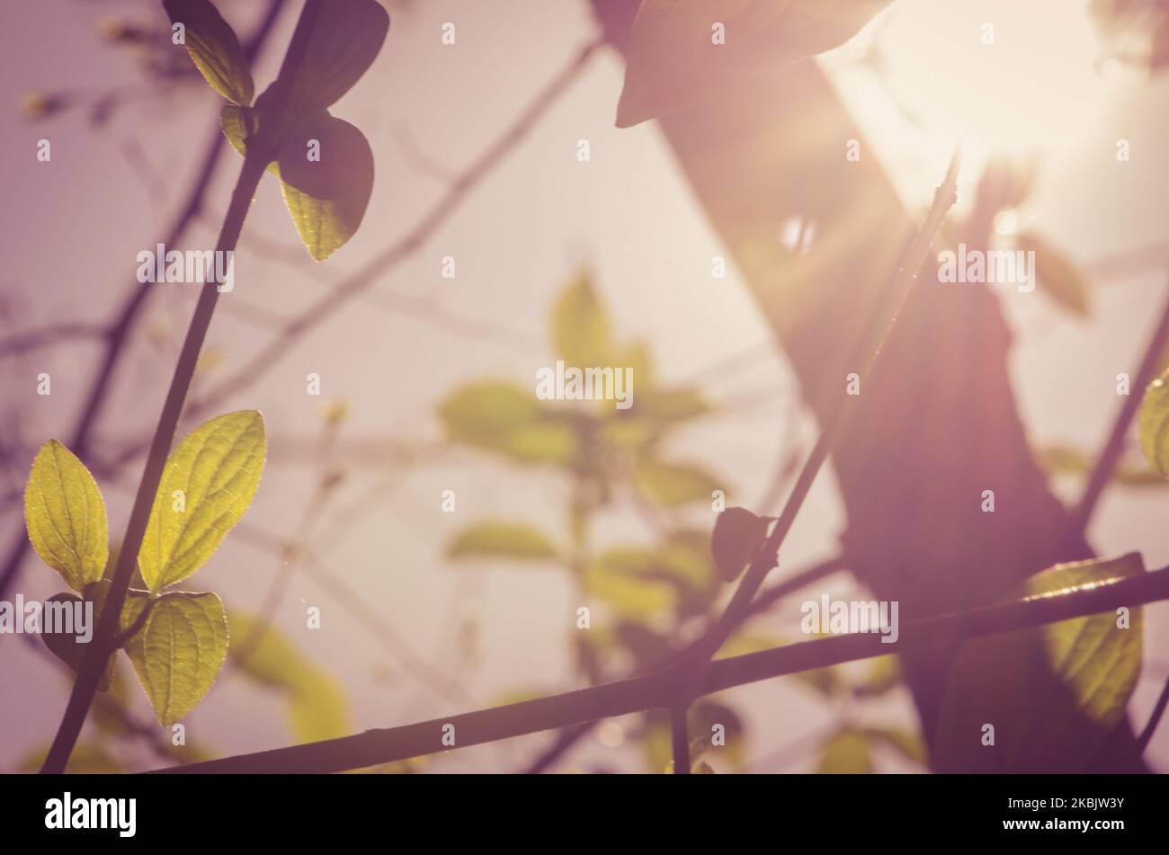 green leaves sprouting in spring season Stock Photo - Alamy