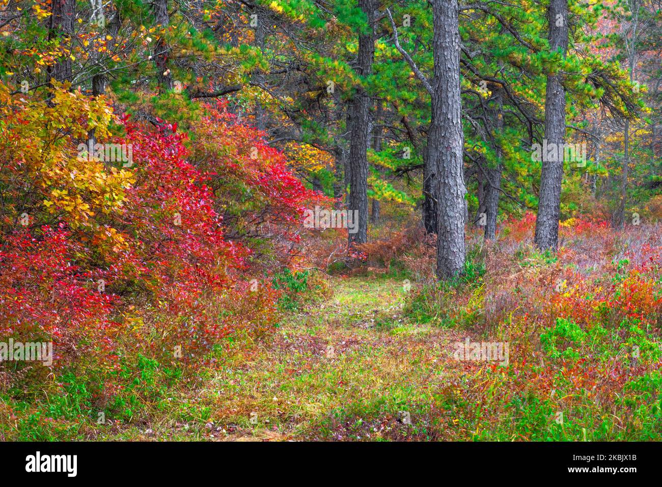The mesic till barrens at The Nature Conservancy’s Long Pond Preserve ...