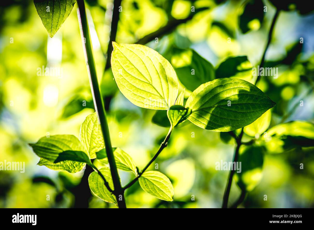 bright green leaves and sunlight in springtime Stock Photo - Alamy