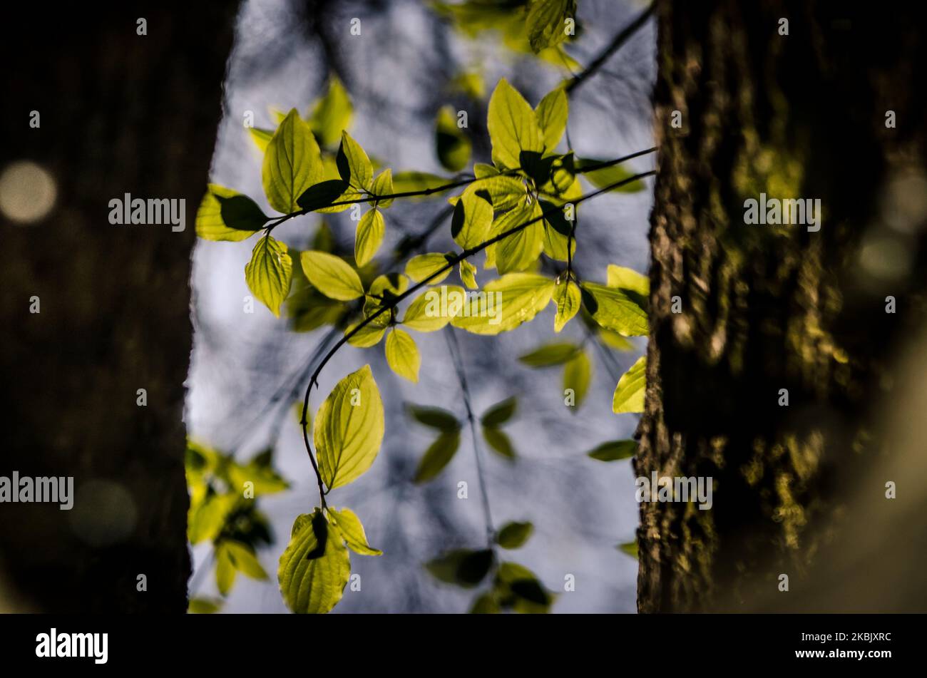 Leaves reflection in water hi-res stock photography and images - Alamy