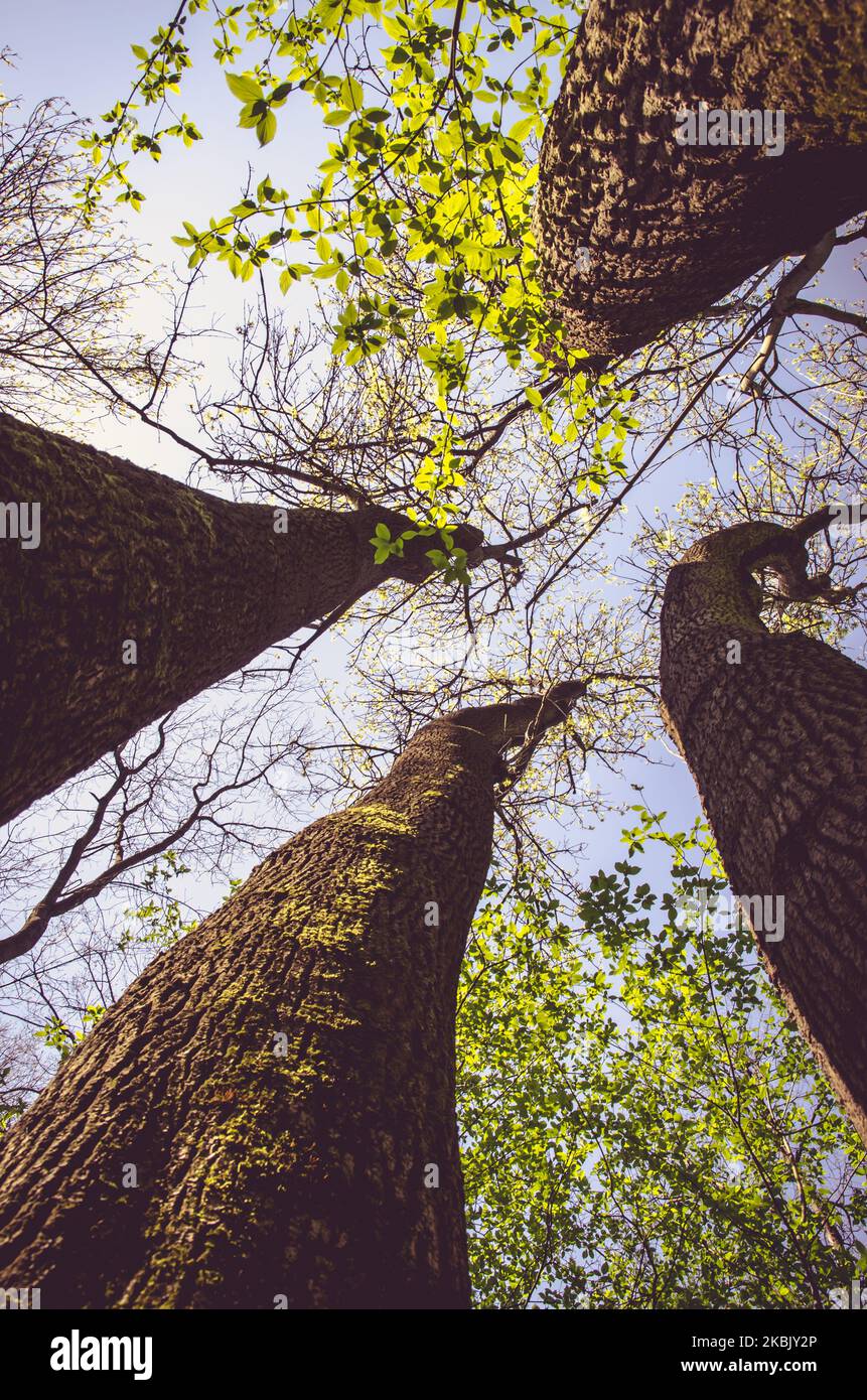 tall trunks of tree in springtime Stock Photo - Alamy
