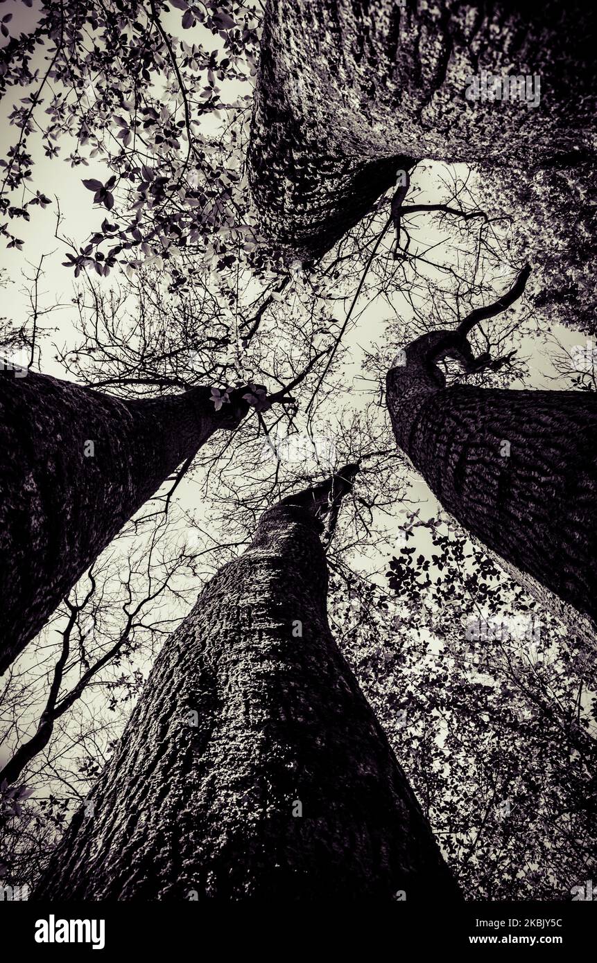 Tall trunks hi-res stock photography and images - Alamy