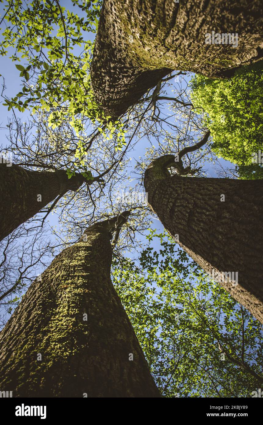 tall trunks of tree in springtime Stock Photo - Alamy