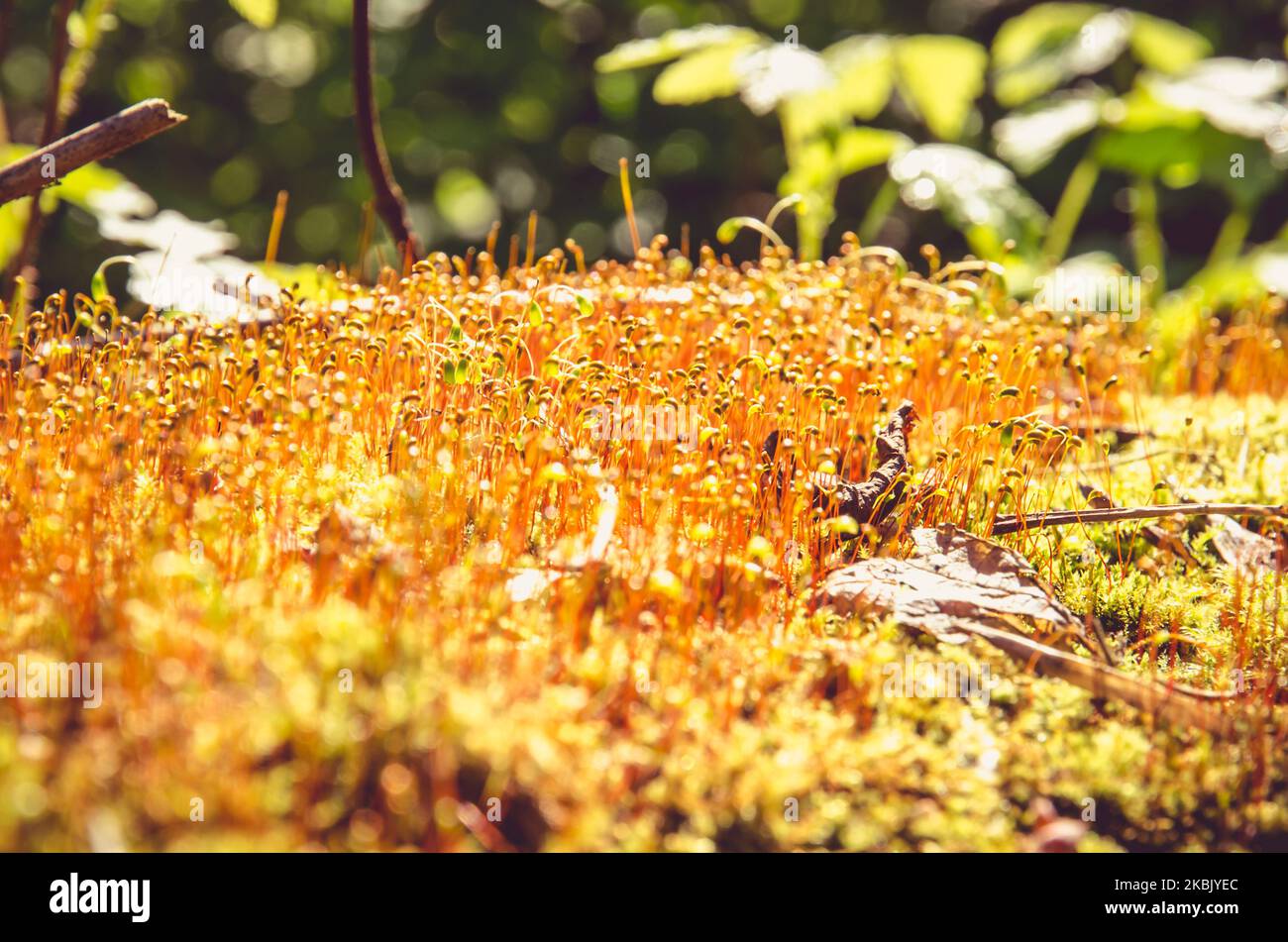 Orange moss hi-res stock photography and images - Alamy
