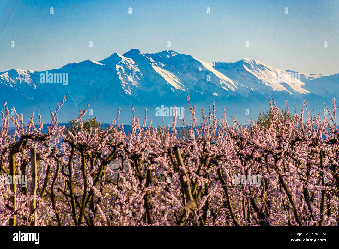 Blossom peach trees veria greece hi-res stock photography and images ...