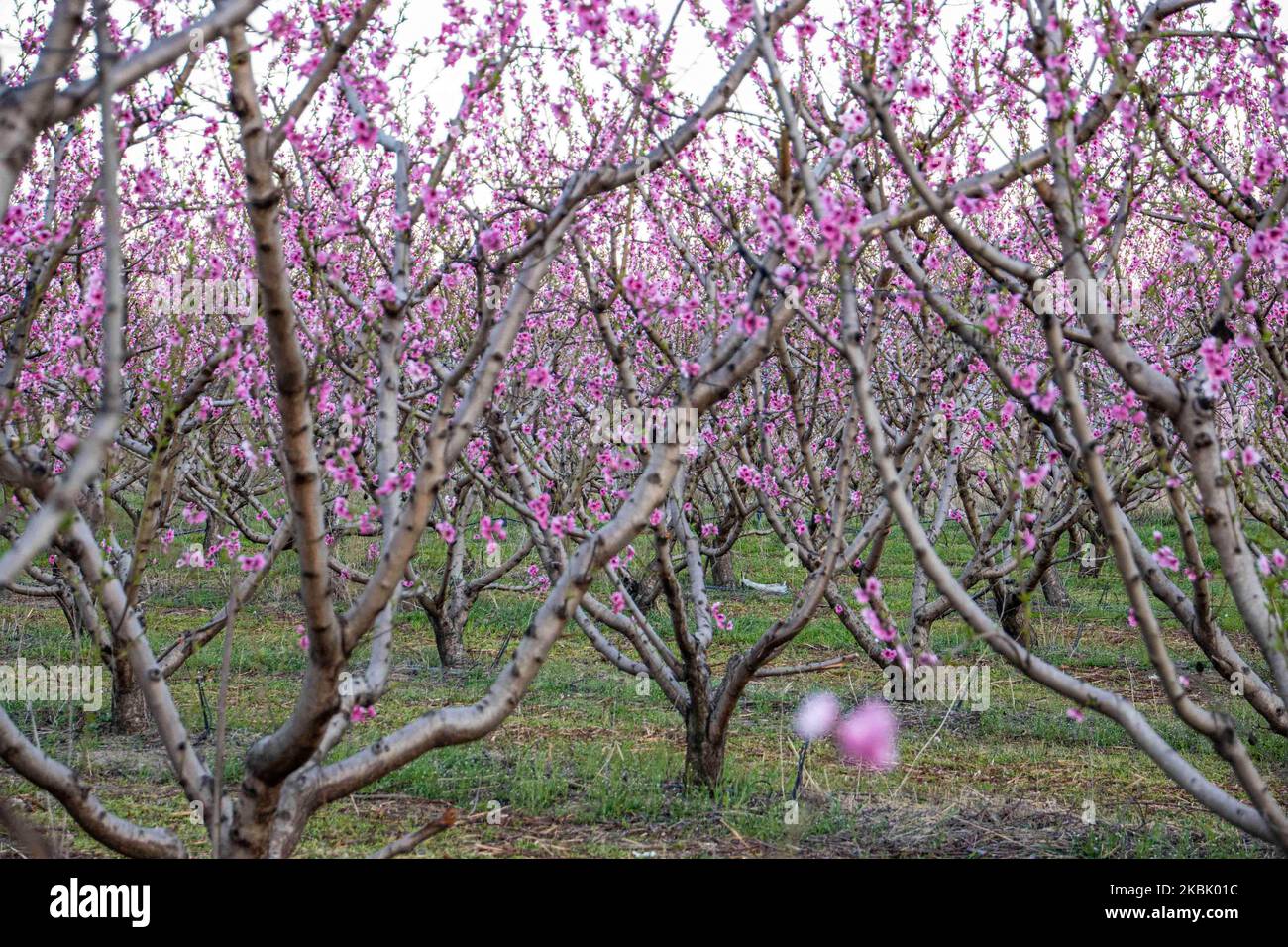Aerial view peach orchard hi-res stock photography and images - Alamy