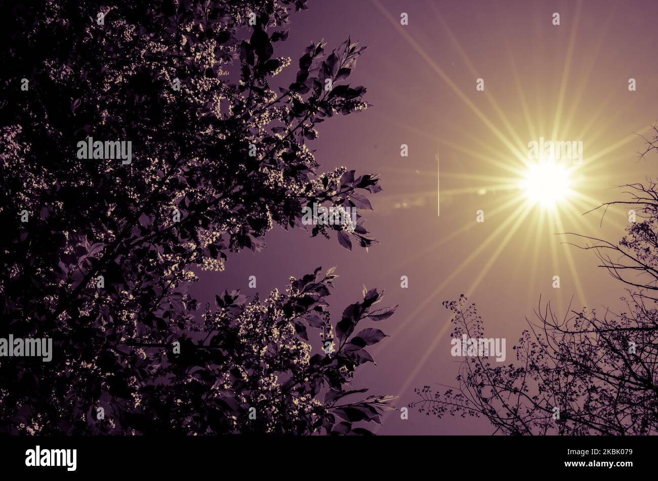 shining sun in purple sky and spring nature Stock Photo - Alamy