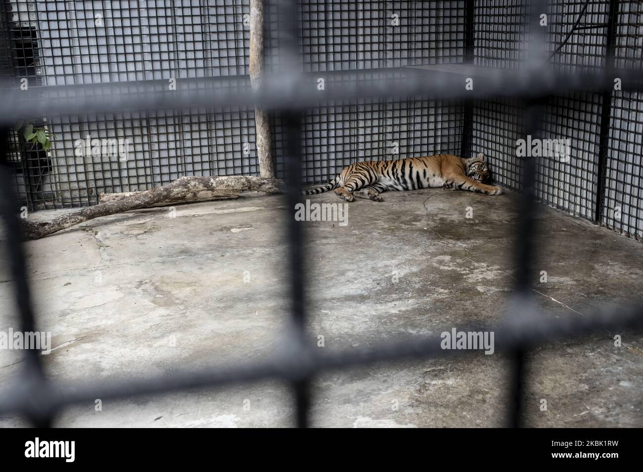 A Sumatran tiger (Panthera tigris sumatrae) has been caught in a ...