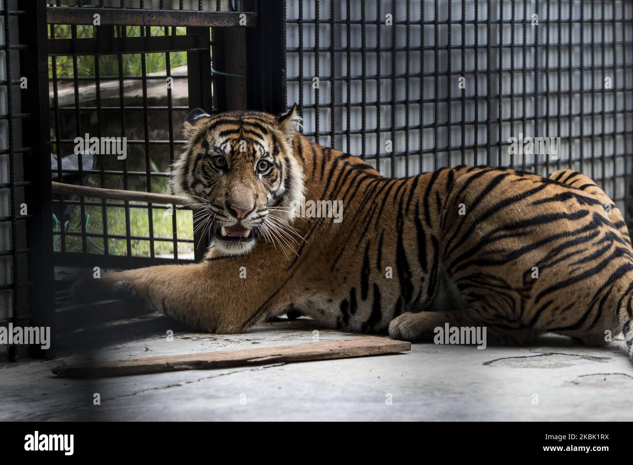 Regulated trapping hi-res stock photography and images - Alamy