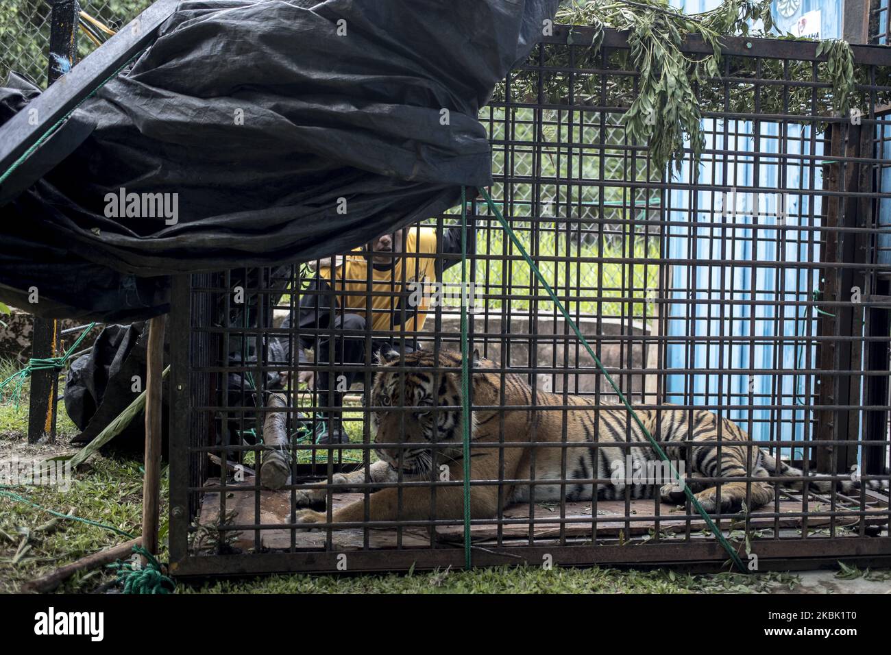 Tambling wildlife nature conservation hi-res stock photography and ...