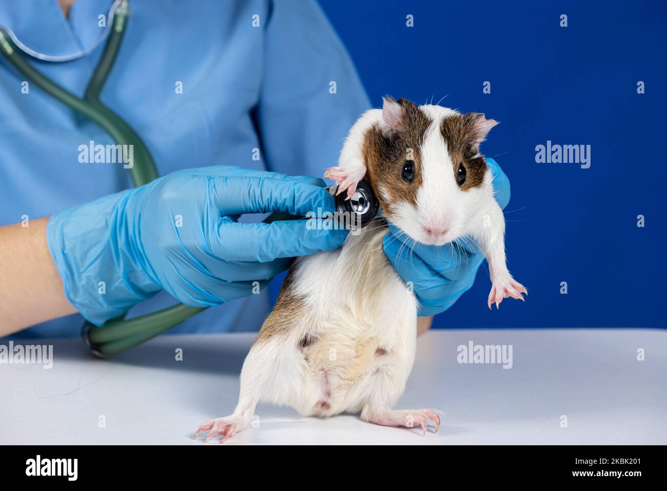 The veterinarian examines the heart and lungs of a guinea pig with a ...