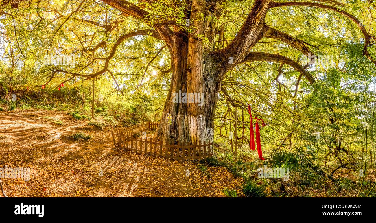 CHONGQING, CHINA - NOVEMBER 4, 2022 - A thousand-year-old ginkgo tree ...