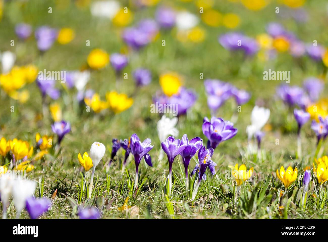 Crocus flowers blooming in Krakow, Poland. January on15th March , 2020 ...