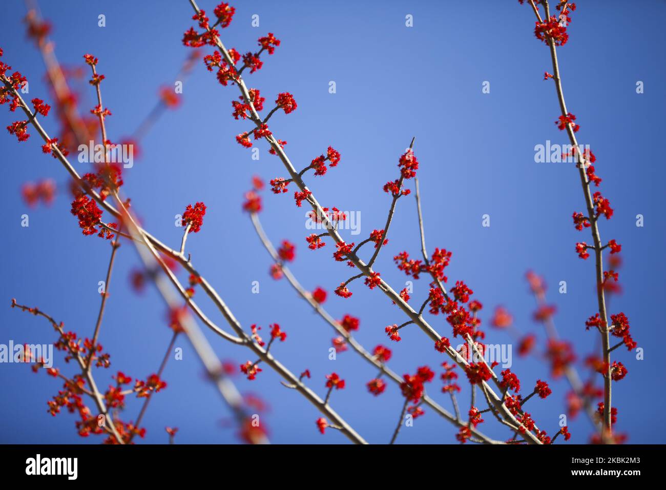 A red maple tree (Acer rubrum) is blooming with red flowers in Krakow ...