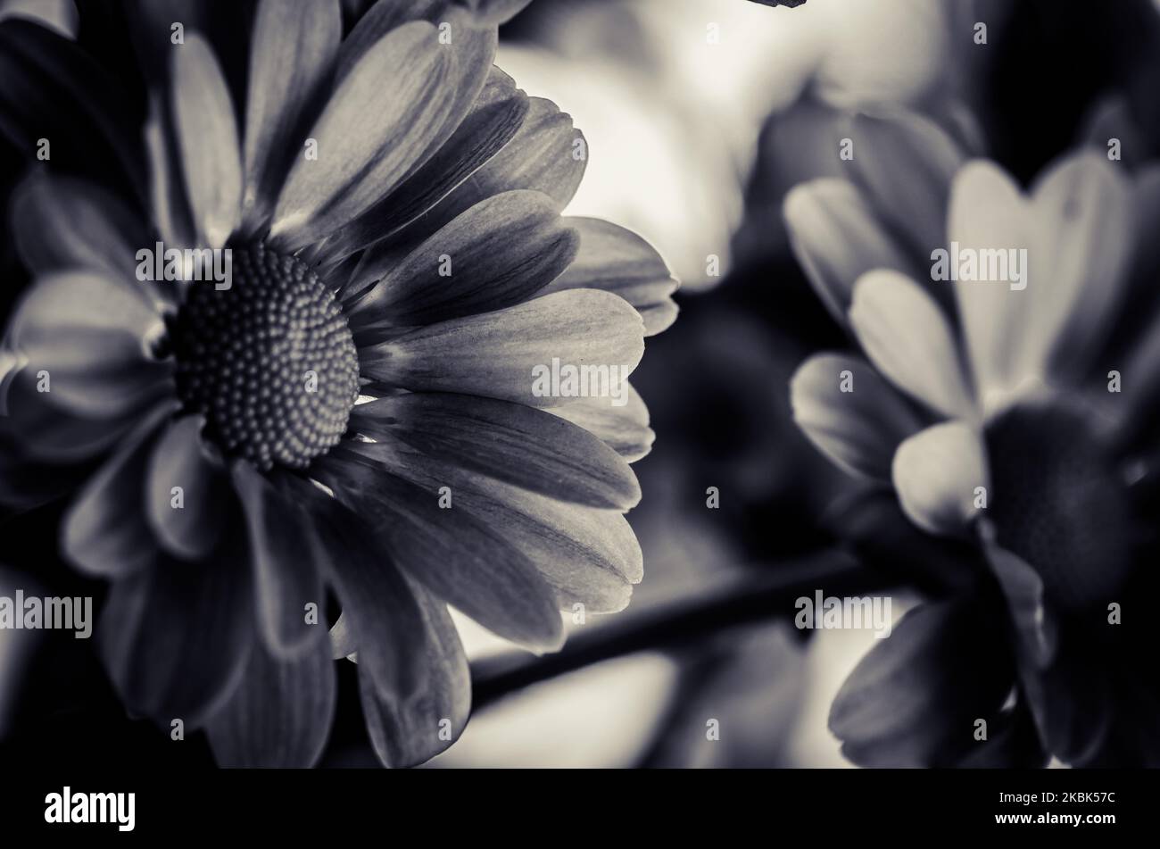monochrome chrysanthemum flower detail Stock Photo - Alamy