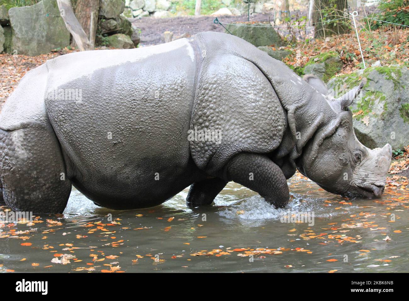 Chinese zoo rhino hi-res stock photography and images - Alamy