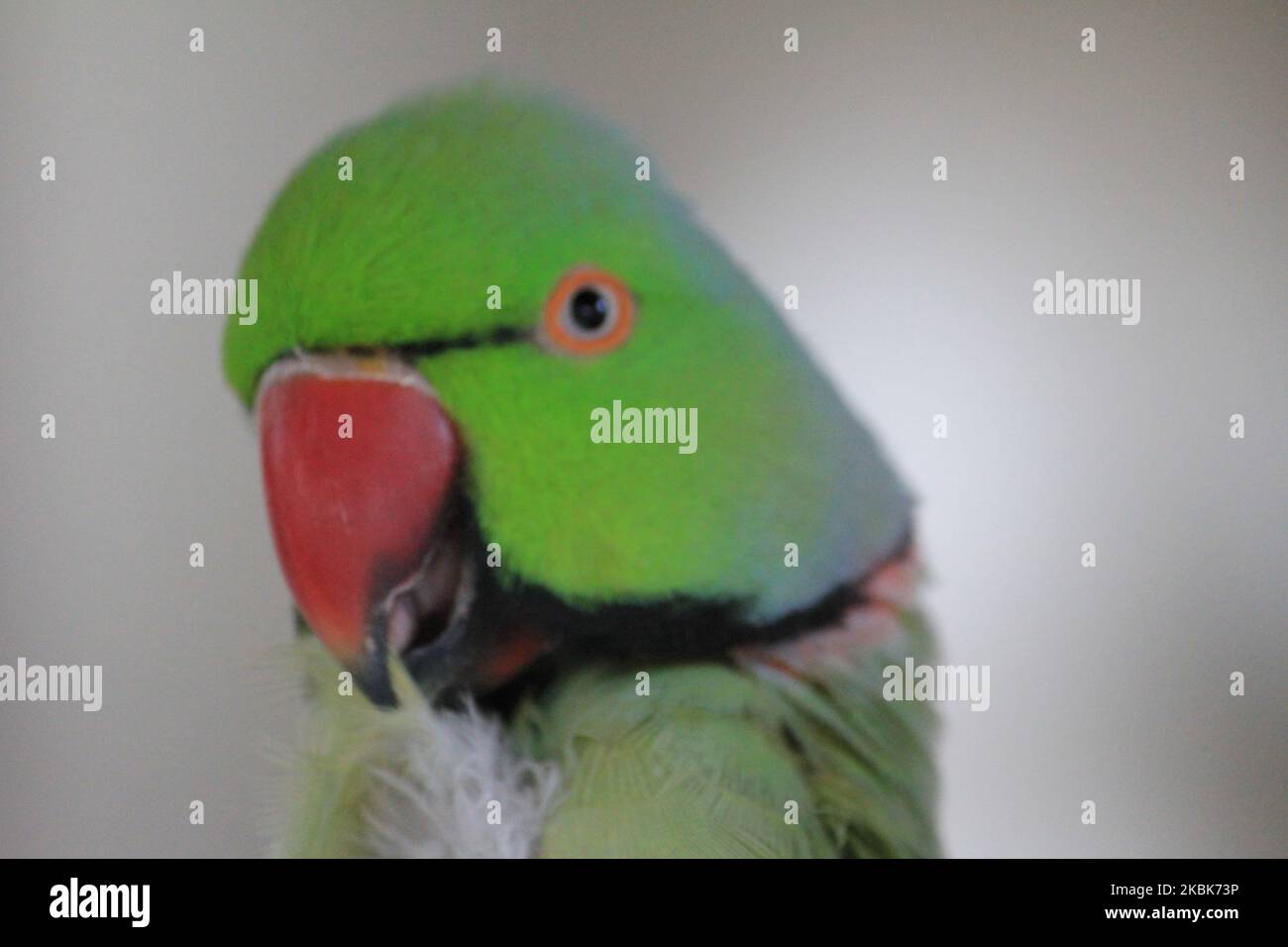 Indian ring neck green parakeet hi-res stock photography and images - Alamy