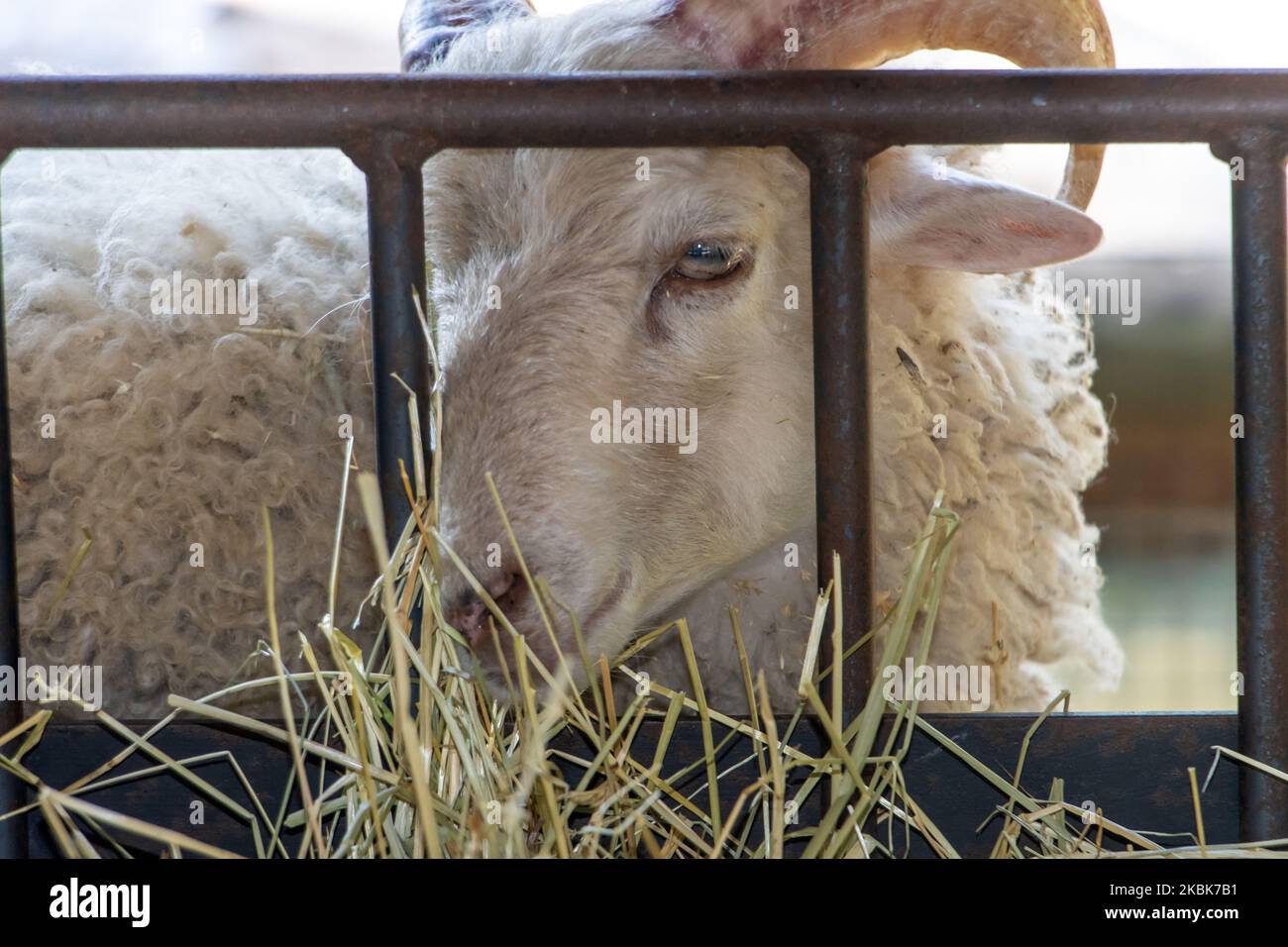 Sheep feeding shed hi-res stock photography and images - Alamy