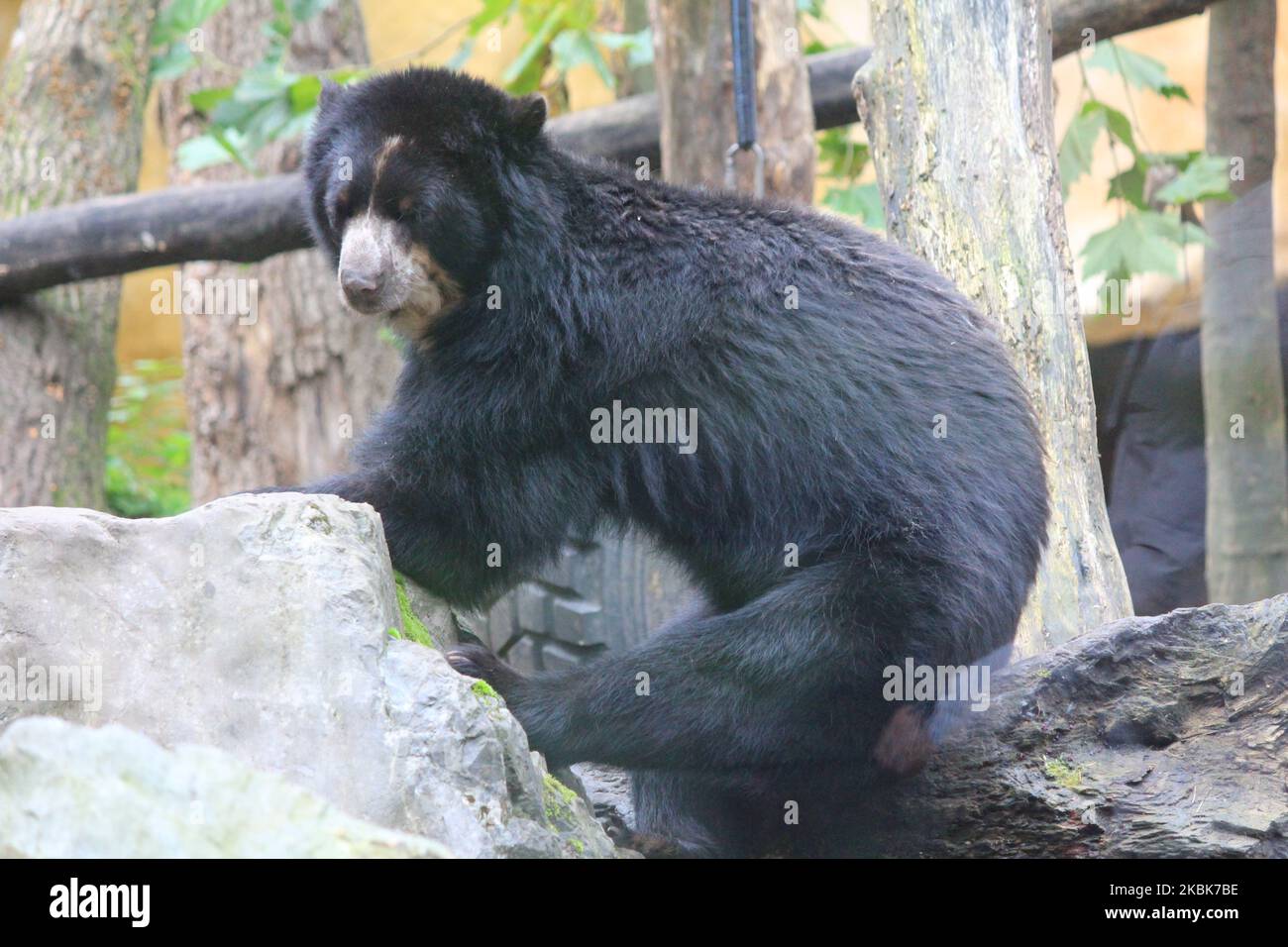Mid sized species of bear hi-res stock photography and images - Alamy