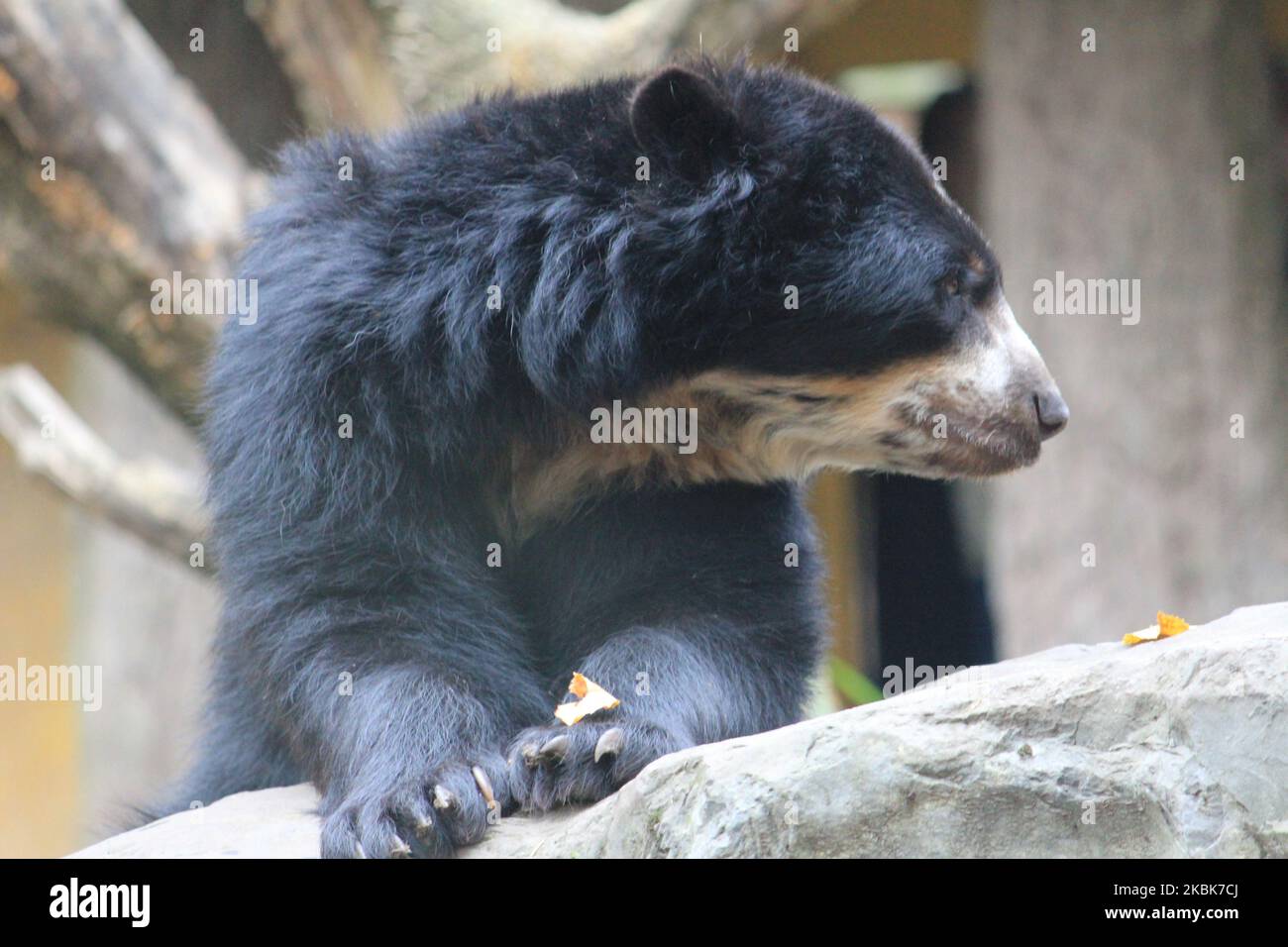 Mid sized species of bear hi-res stock photography and images - Alamy