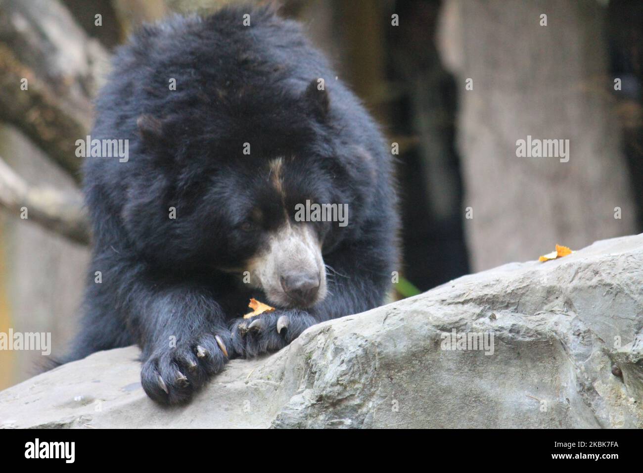 Occasional carnivory hi-res stock photography and images - Alamy