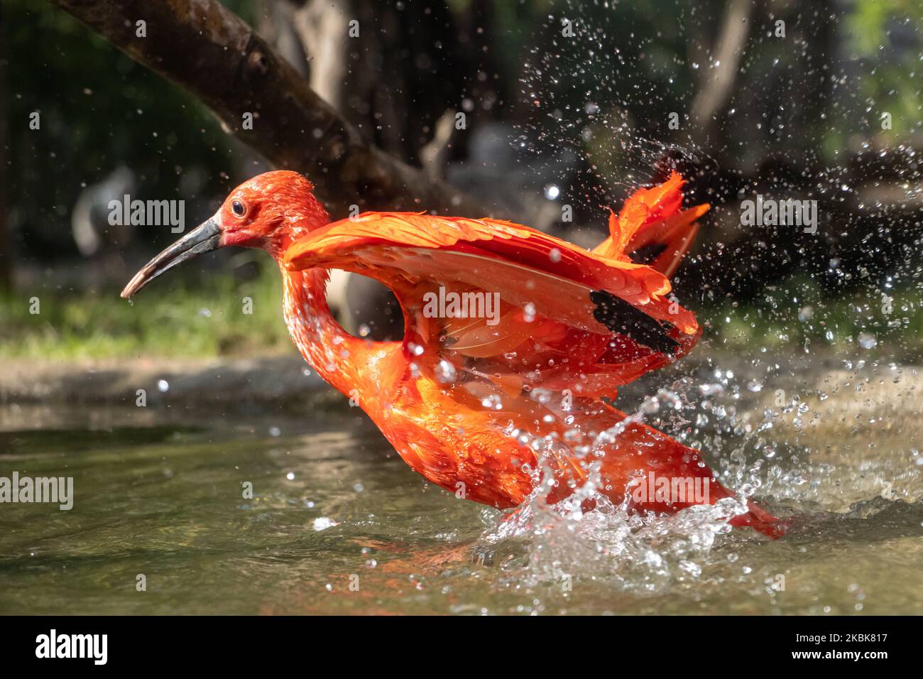 The scarlet ibis (Eudocimus ruber) in water Stock Photo - Alamy