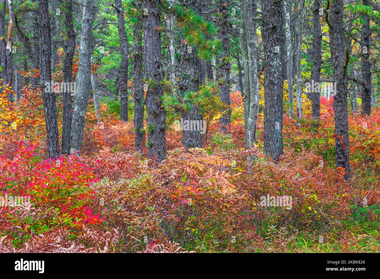 The mesic till barrens at The Nature Conservancy’s Long Pond Preserve ...