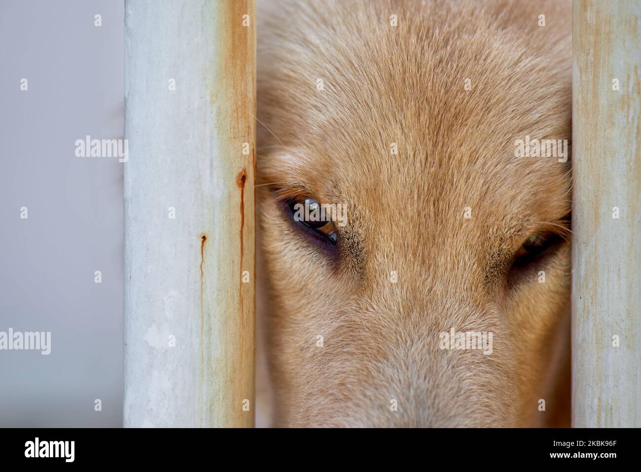 A dog in a rusty cage Stock Photo - Alamy