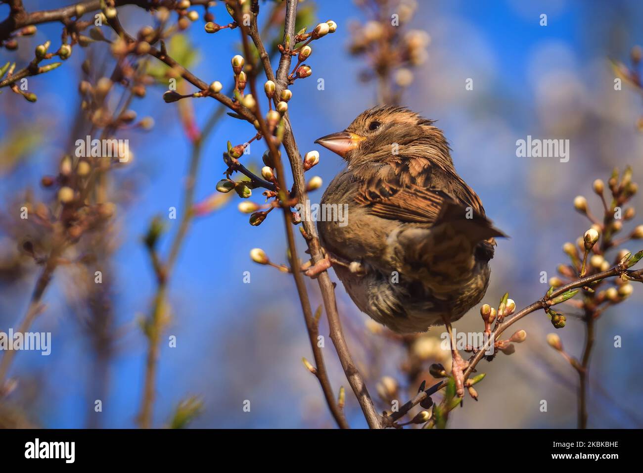 Spring fauna and flora. Common sparrow on tree branches Stock Photo - Alamy