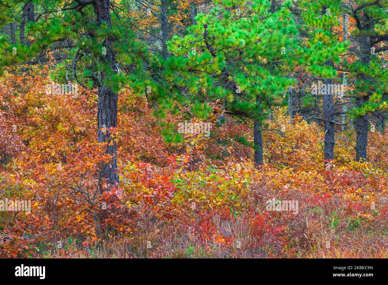 The mesic till barrens at The Nature Conservancy’s Long Pond Preserve ...