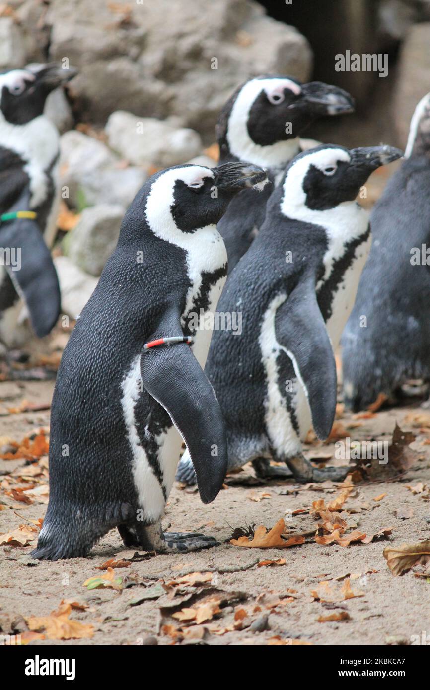 Wedge shaped flippers hi-res stock photography and images - Alamy