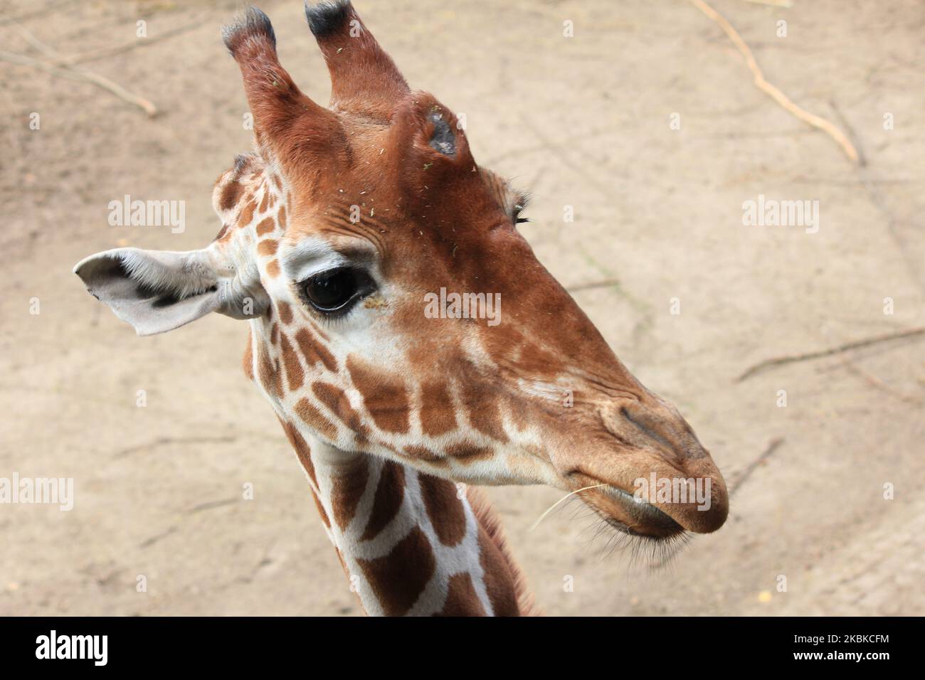 Giraffe neck bones hi-res stock photography and images - Alamy