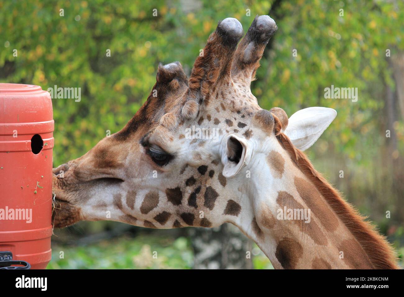 Giraffe neck bones hi-res stock photography and images - Alamy
