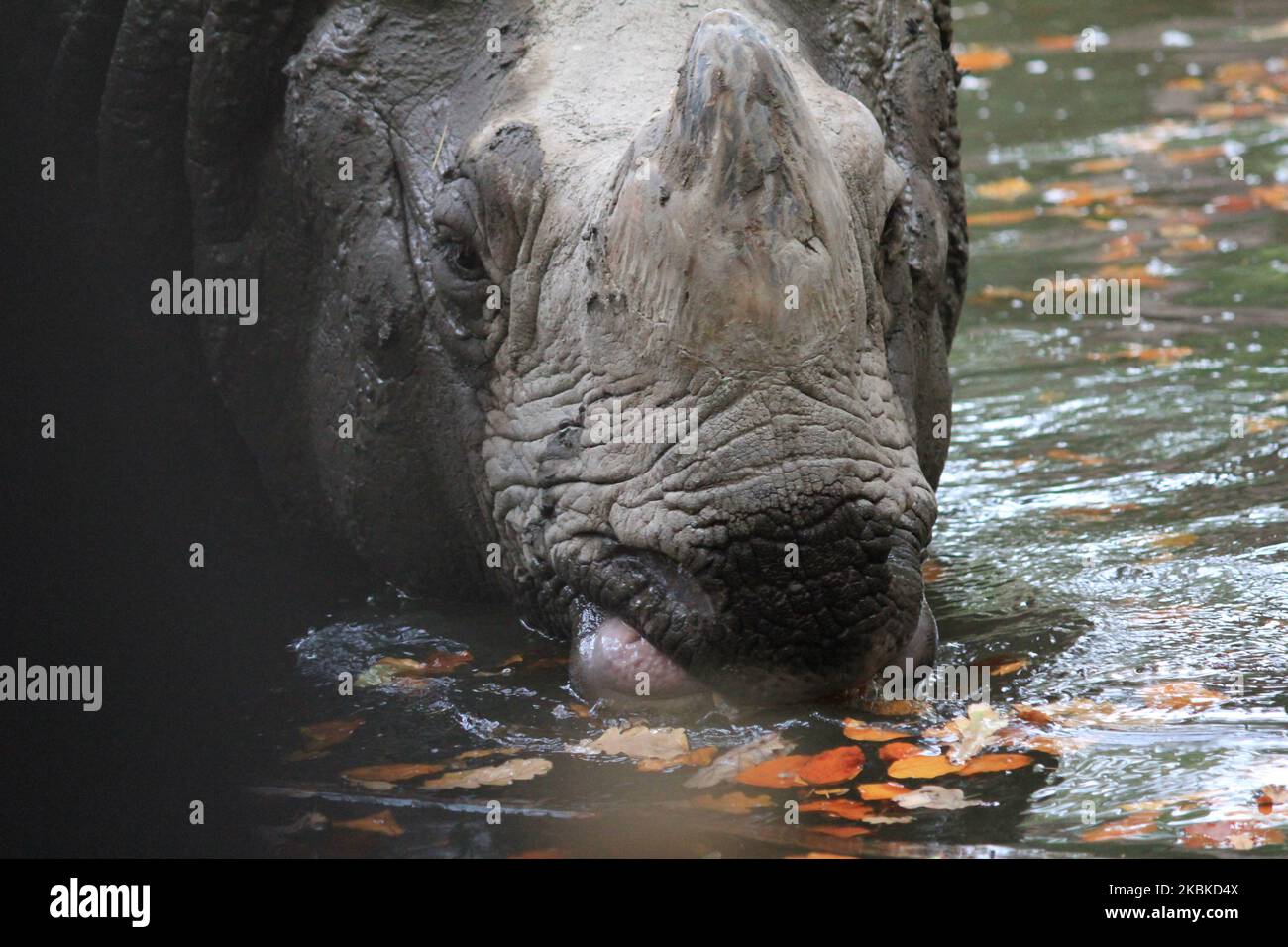 Chinese zoo rhino hi-res stock photography and images - Alamy