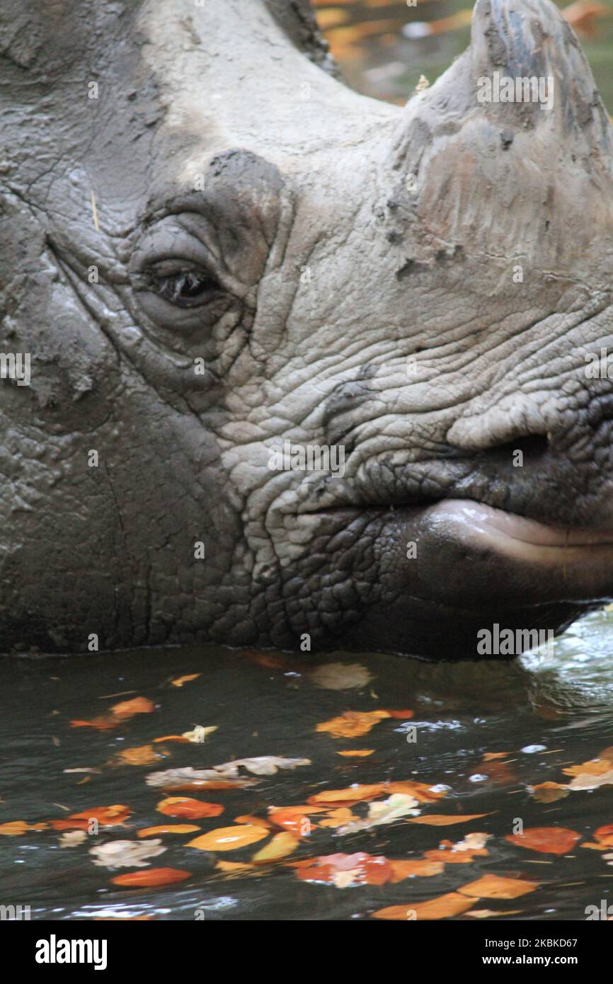 Pointed mouth rhinoceros hi-res stock photography and images - Alamy