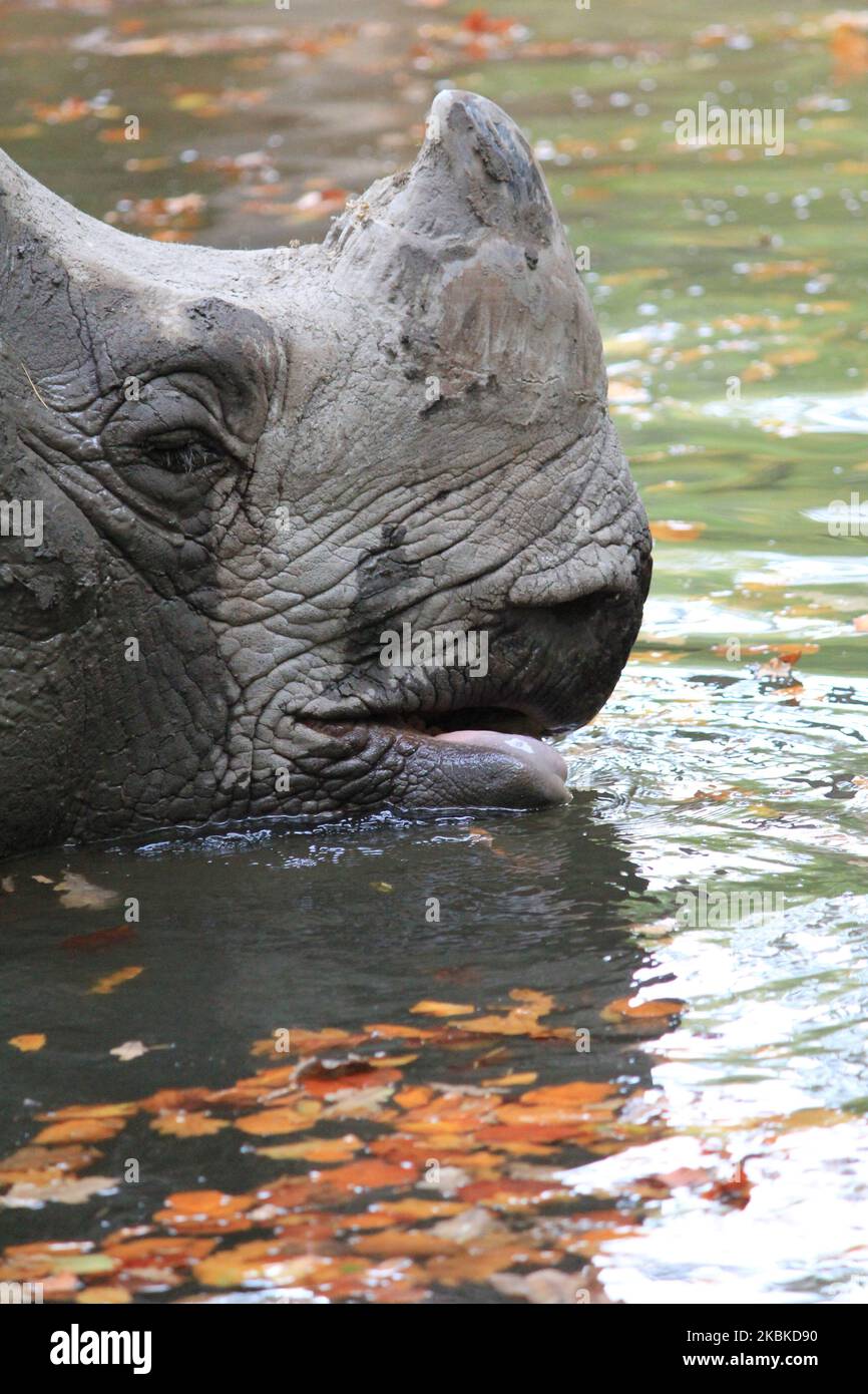 Pointed mouth rhinoceros hi-res stock photography and images - Alamy