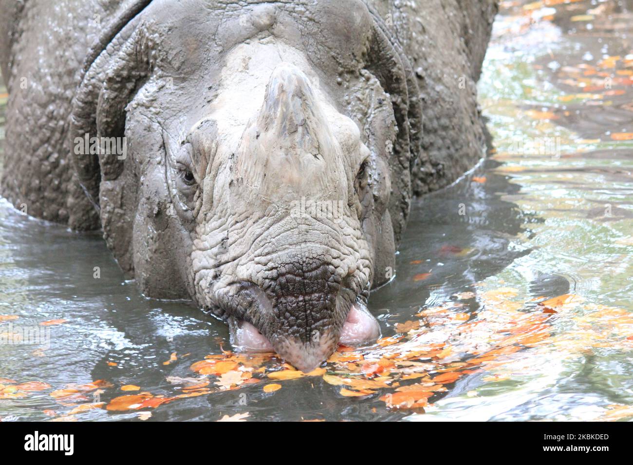Chinese zoo rhino hi-res stock photography and images - Alamy