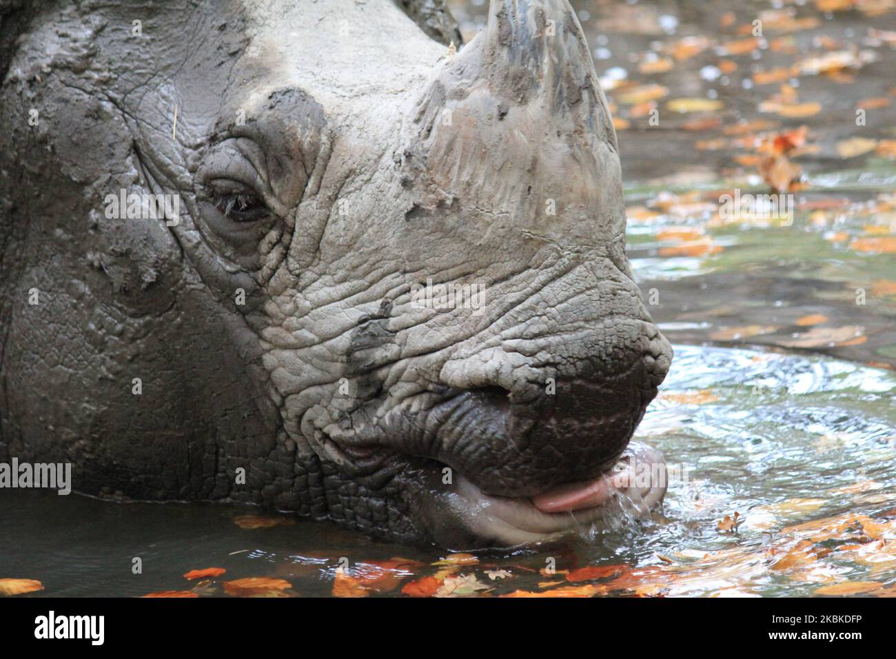 Chinese zoo rhino hi-res stock photography and images - Alamy