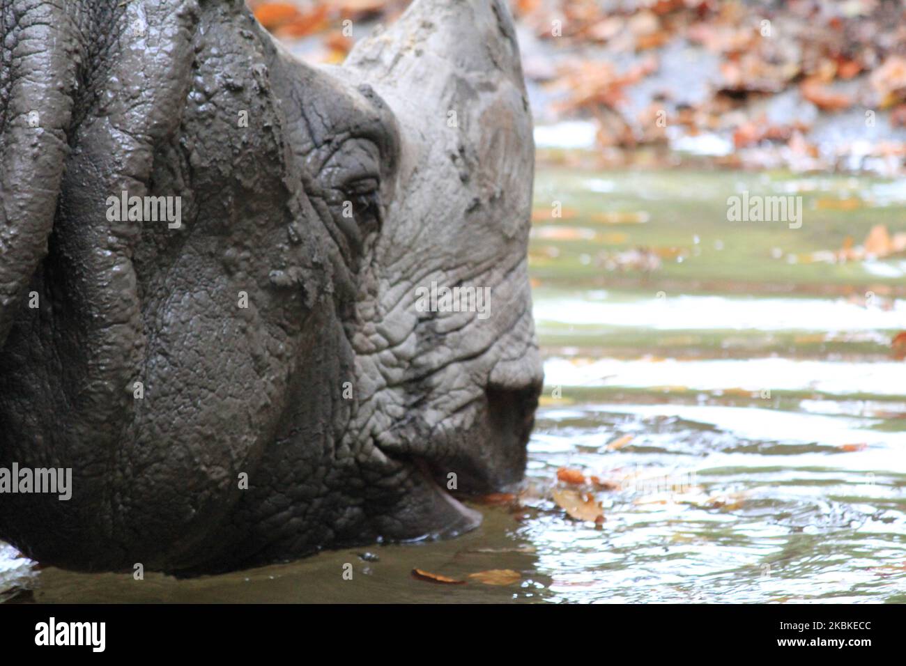 Chinese zoo rhino hi-res stock photography and images - Alamy