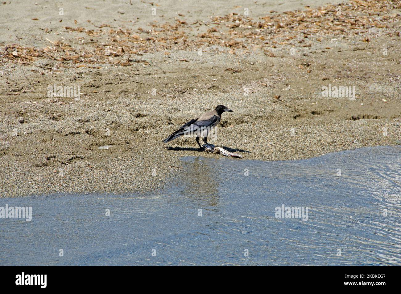 Raven eating fish hi-res stock photography and images - Alamy