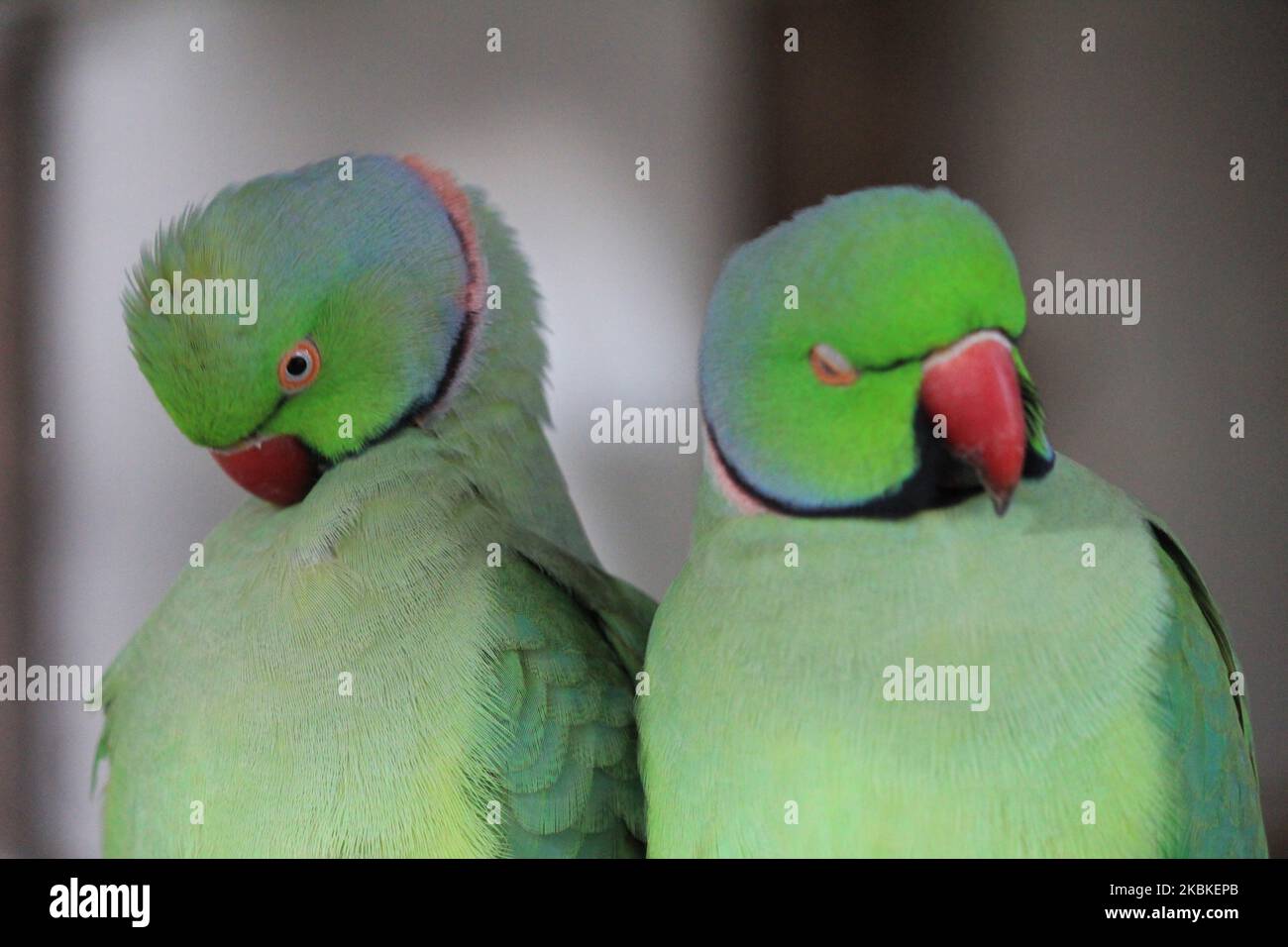 Indian ringneck parrots hi-res stock photography and images - Alamy