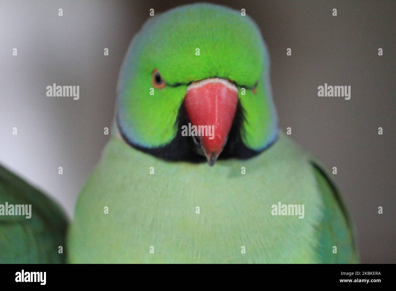 Indian ringneck parrots hi-res stock photography and images - Alamy