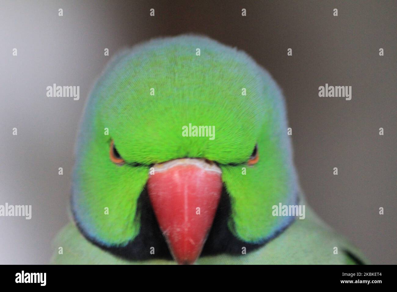 Psittacula genus parakeet hi-res stock photography and images - Alamy